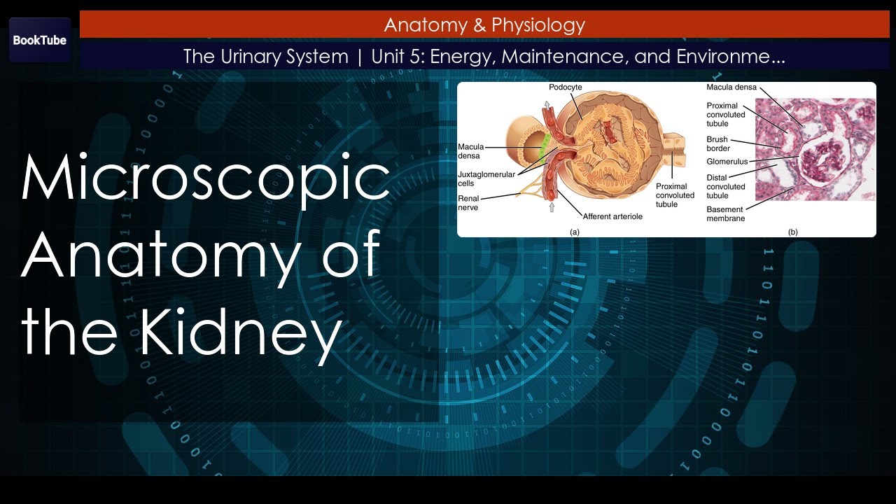 Microscopic Anatomy of the Kidney | The Urinary System | Unit 5: Energy ...