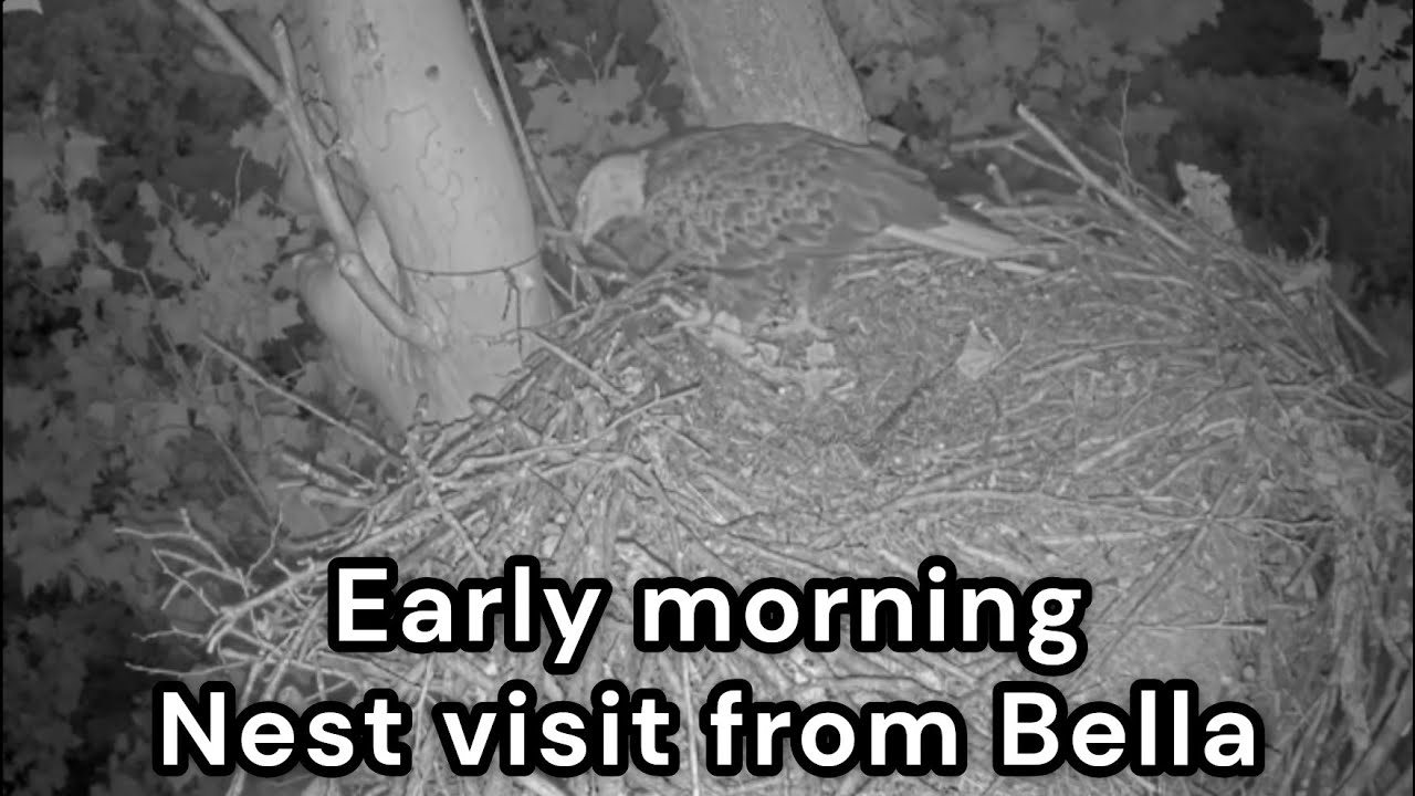 Early morning Nest visit from Bella. 6/4/25 - NCTC, WV - YouTube