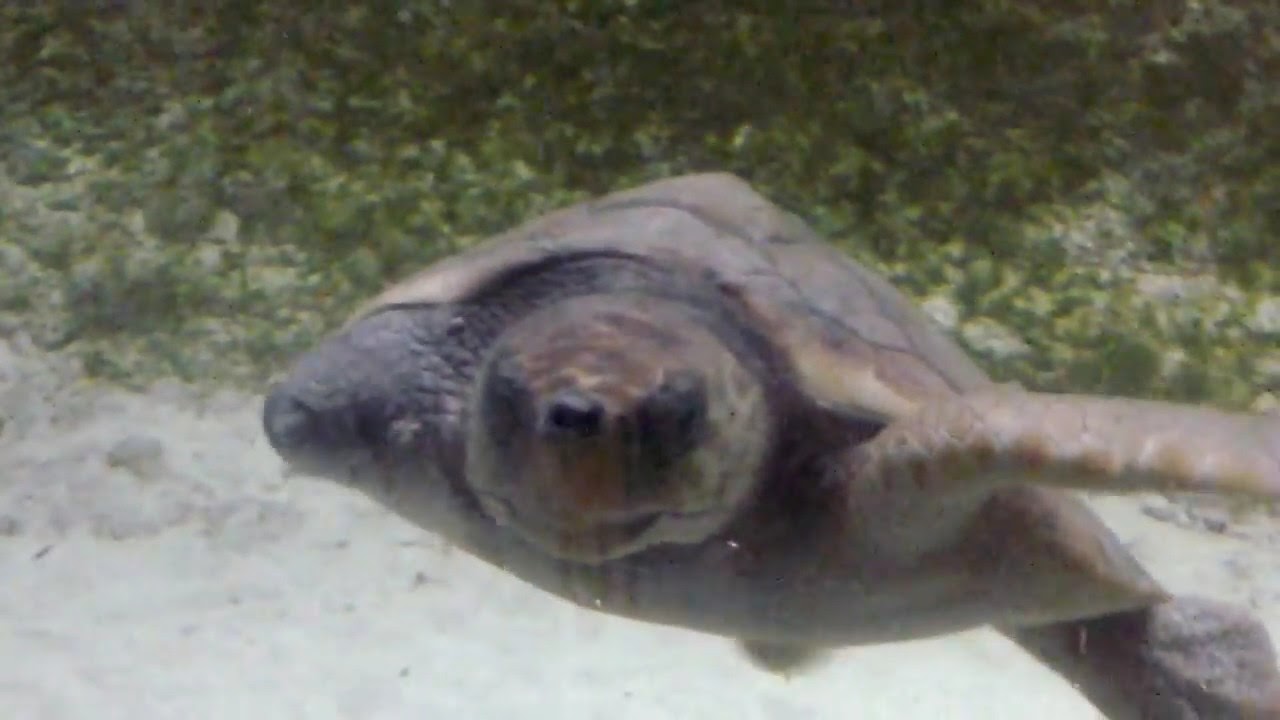 3 Legged Turtle at the Lanzarote Aquarium - YouTube