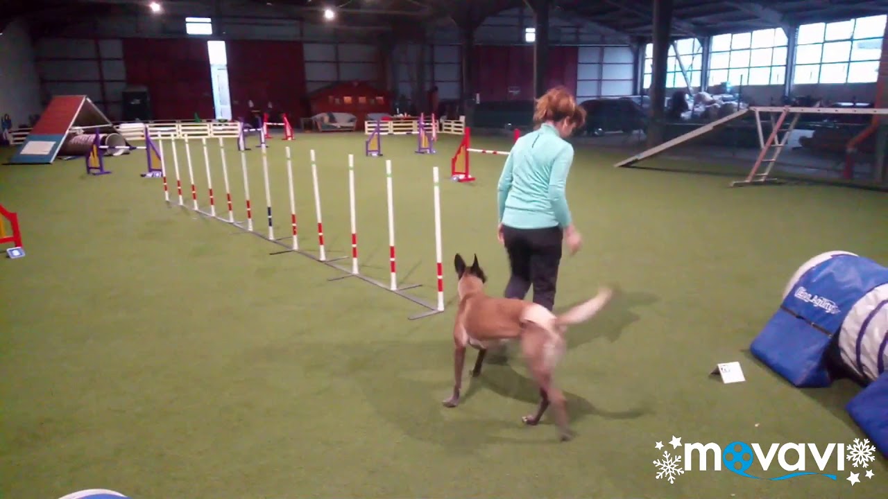 Zoé agility training with Tamás Tráj 20200204 - YouTube