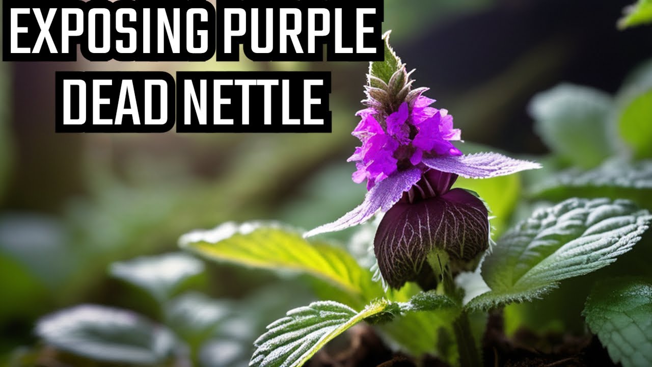 Purple Dead Nettle Exposed: Must Watch! - YouTube
