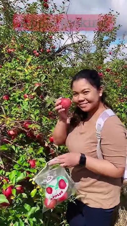 Apple picking day - YouTube