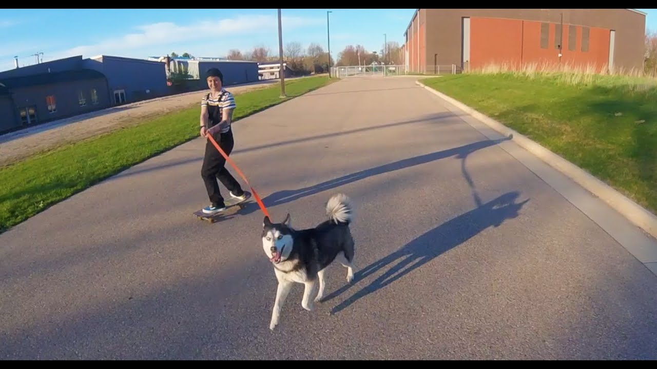 Skateboarding with a husky - YouTube