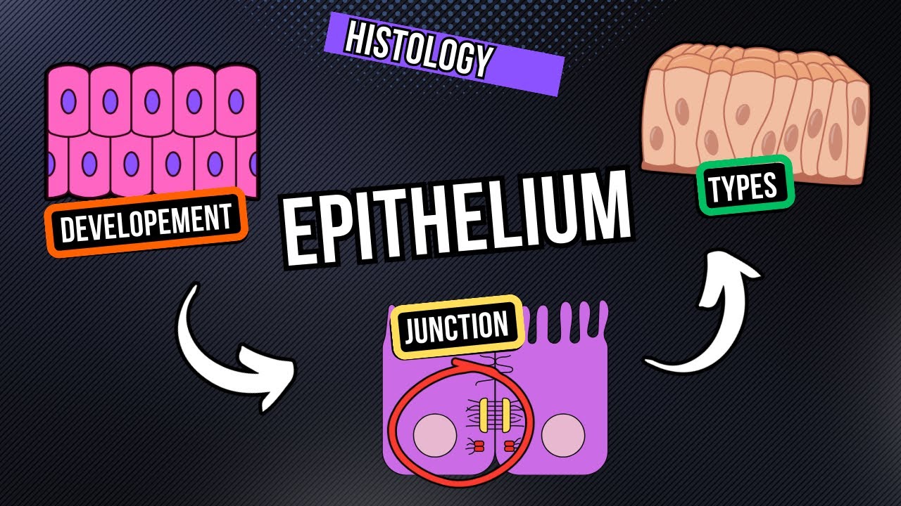 What Is Epithelial Tissue? - YouTube