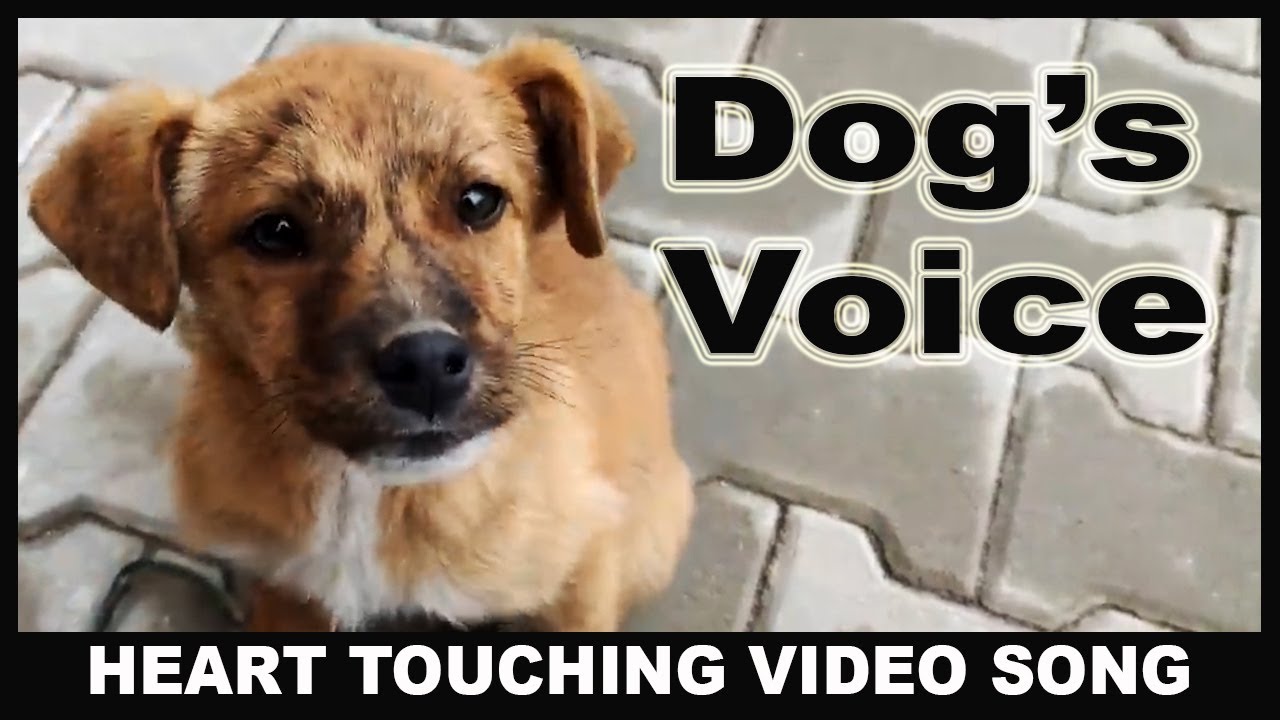 Dog's Voice. #newsong#music, #love #song #dog #animals #dogsongs #viralvideo #animalcare # ...
