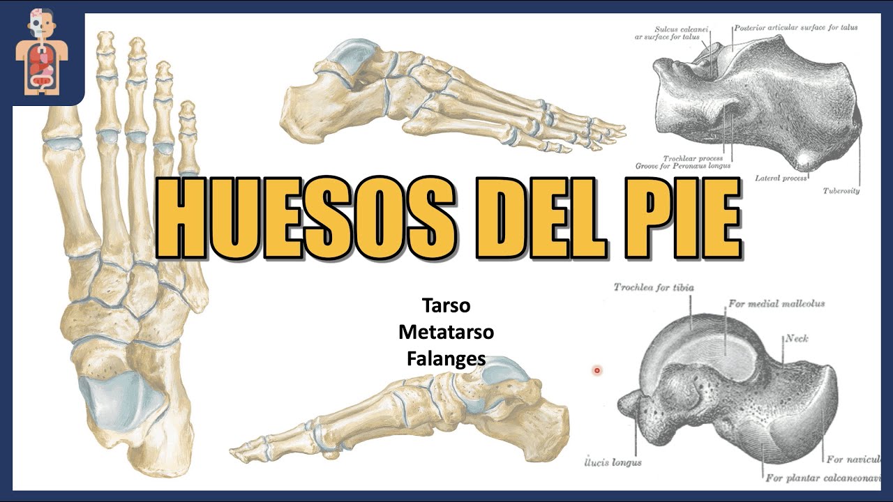 ANATOMÍA - HUESOS DEL PIE (TARSO, METATARSO Y FALANGES) - YouTube