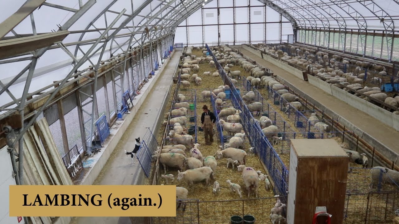 The First Week of Lambing (THEY CAME EARLY!): Vlog 147 - YouTube
