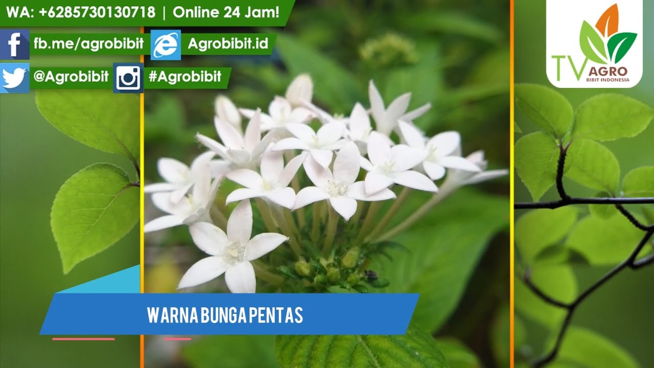 Bunga Pentas Bisa Berbunga Sepanjang Tahun - YouTube