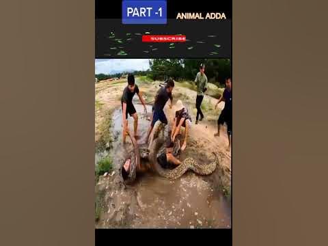 python attack video , python attack on man - YouTube