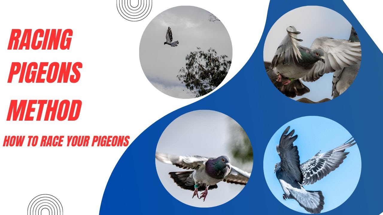 The Key Traits of High Performing Racing Pigeons - YouTube