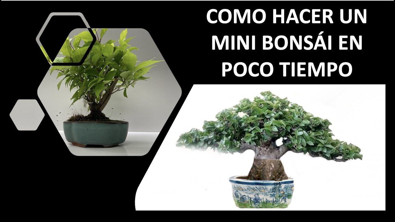 COMO HACER UN MINI BONSAI EN POCO TIEMPO - YouTube