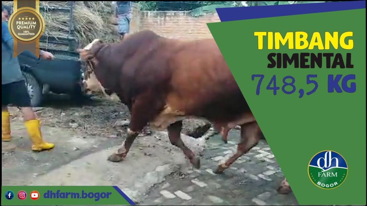 TIMBANG SAPI SIMENTAL, BOBOT 748.5 KG - YouTube