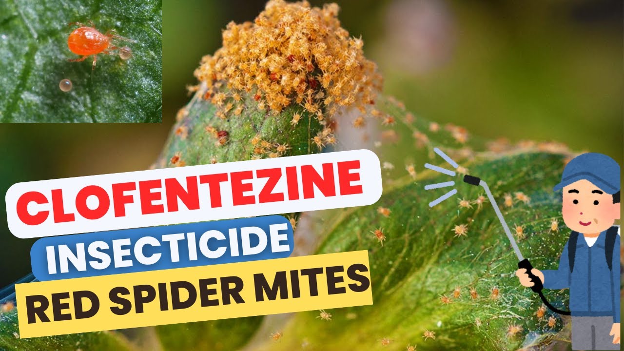 Clofentezine insecticide for controlling red spider mites in apples ...