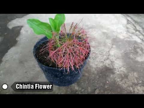 Tanaman Bunga Chintia Flower 1 - YouTube