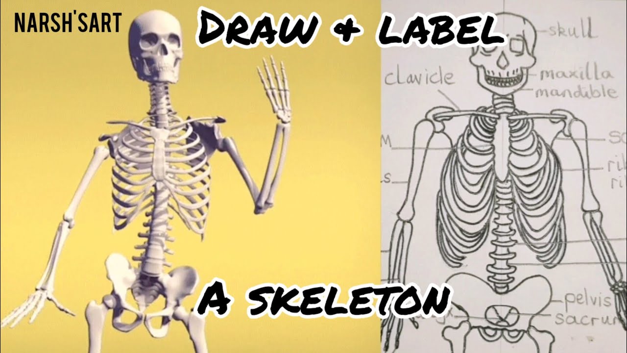 How To Draw And Label The Human Skeleton YouTube