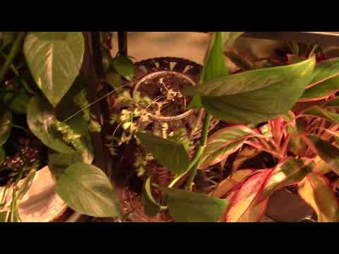 350 plants at risk - YouTube