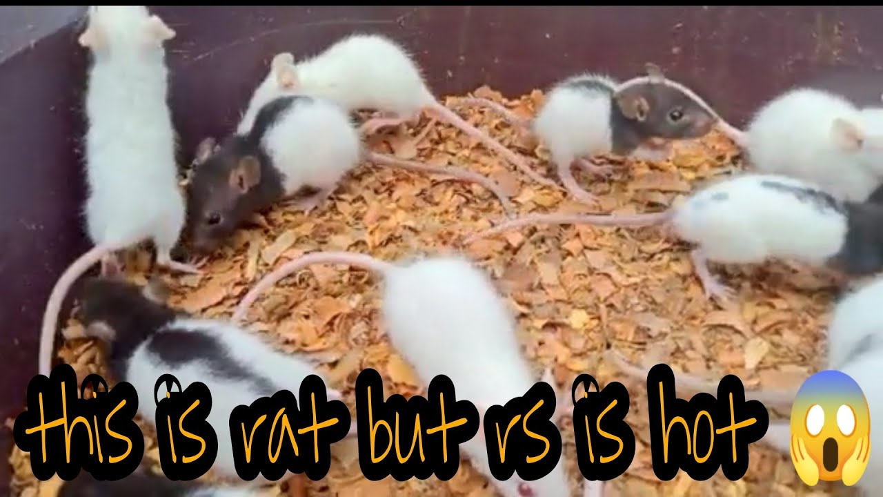 beautiful rat in the world/world cutest rat 🐁🐁🐁 - YouTube