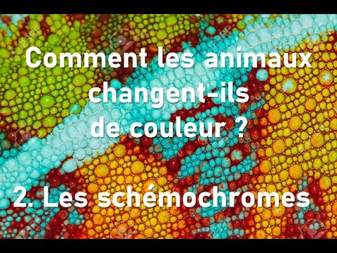 L'homochromie variable : le mécanisme des schémochromes (iridophores ...