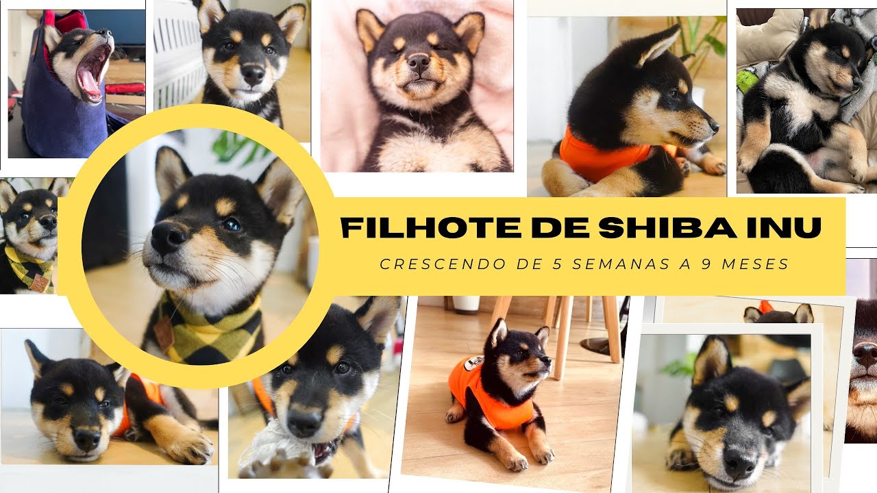 Shiba Inu Puppy Growing Up From 7 Weeks to 3 Months - YouTube