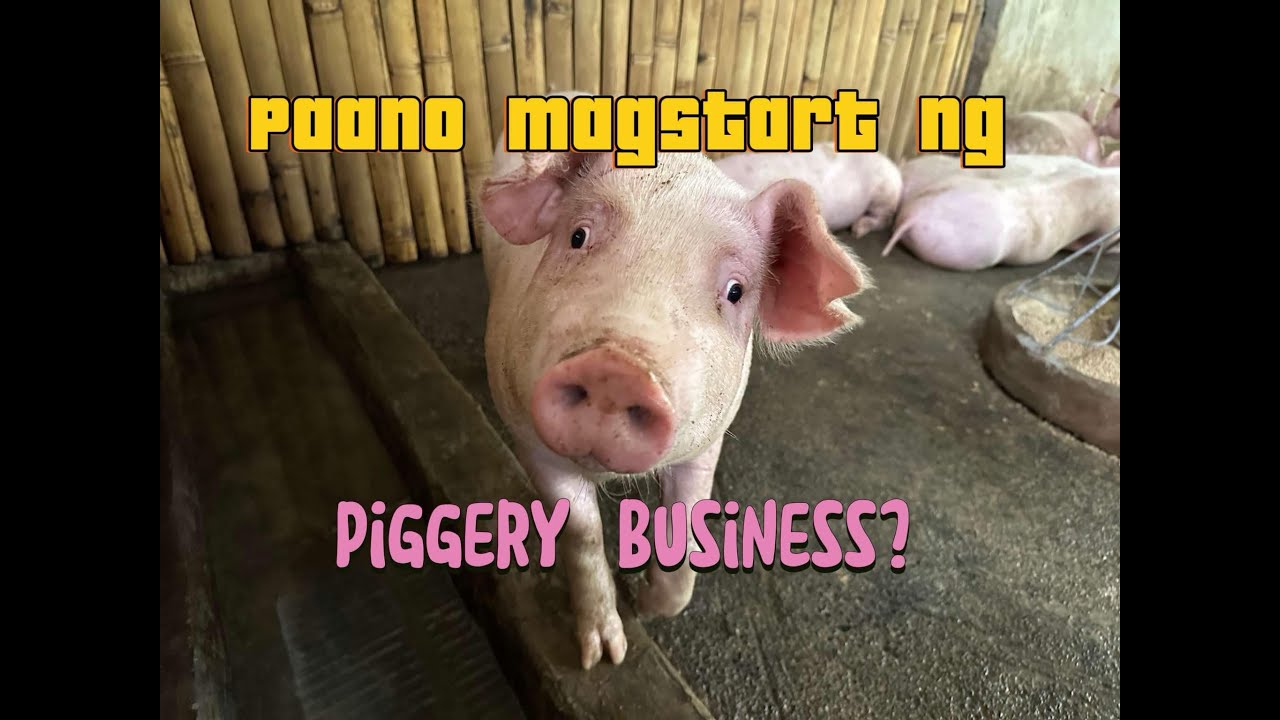 PIG FARMING: Paano Magstart ng Piggery Business? - YouTube