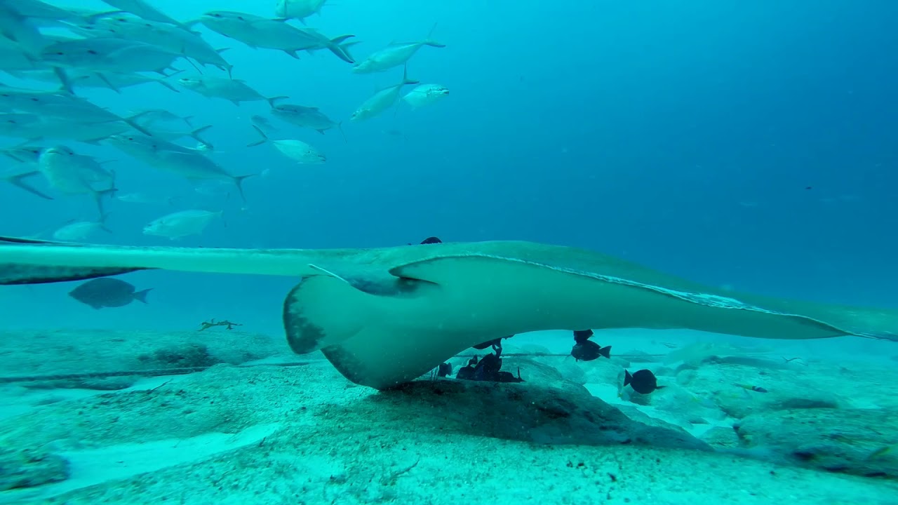 Feeding the Rays Playa 2018 - YouTube