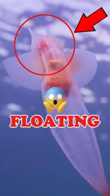 4 Transparent Sea Creatures That Look Like Aliens! 😱😱😱 #facts #animals ...