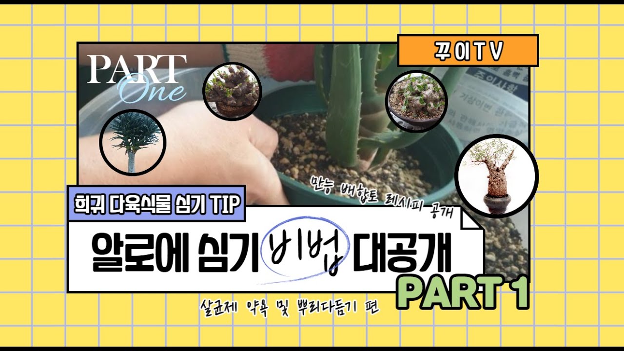 드디어 실전이다 희귀 알로에 분갈이1편알로에 심기고수의 비법공개희귀다육심기다육이심기분갈이비법제대로 알고 심자