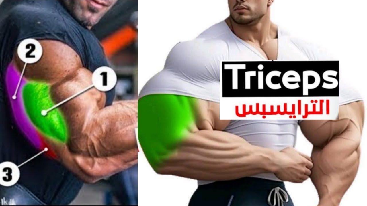 Exercises to strengthen and enlarge the triceps muscles with dumbbells ...