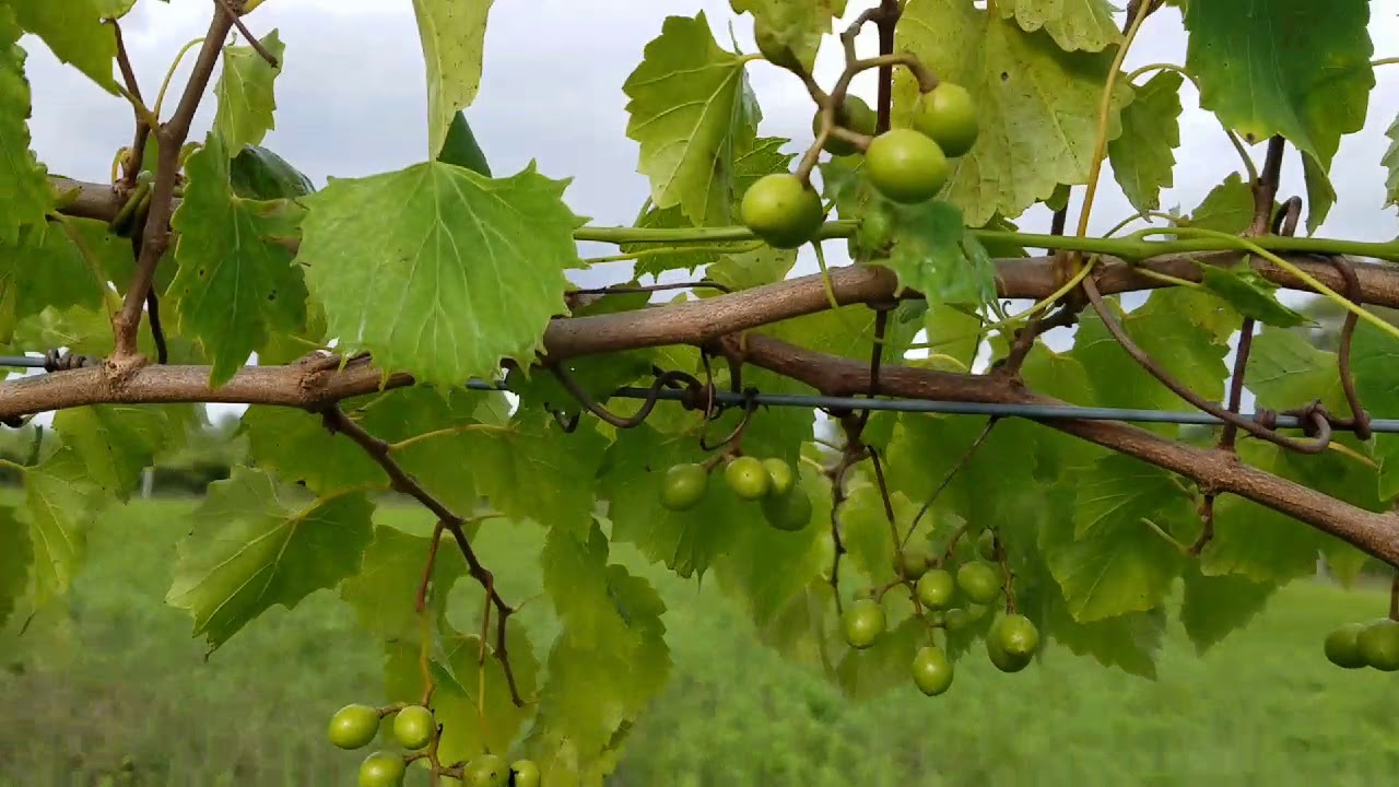 These Grapevines are Huge! - YouTube