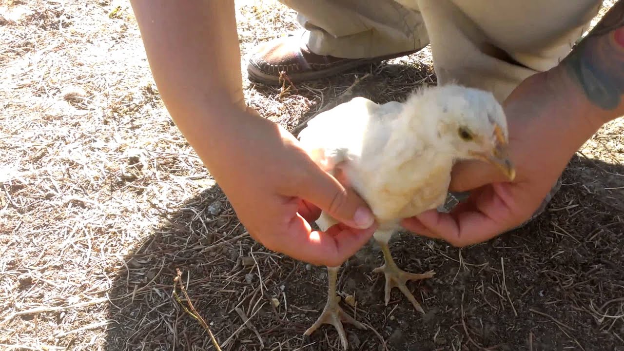 Chicken tickles - YouTube