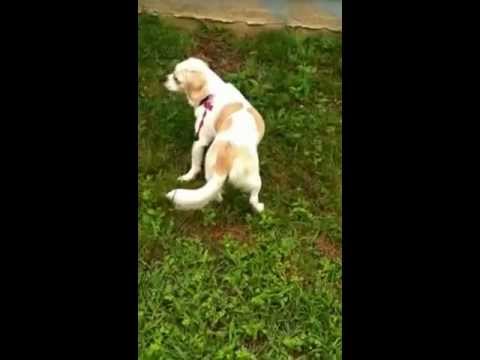 Dog symptoms GME - YouTube