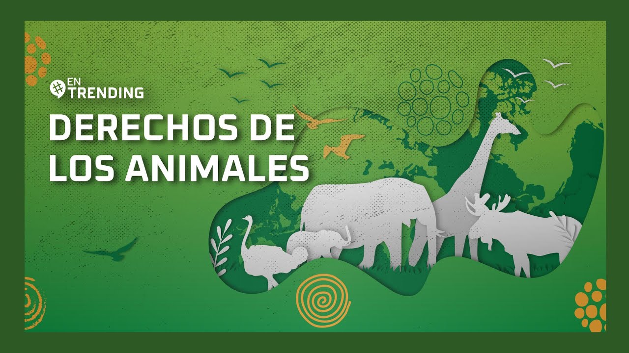 Derechos de los animales en México #entrending - YouTube