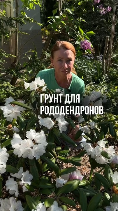 ГРУНТ ДЛЯ РОДОДЕНДРОНОВ - YouTube