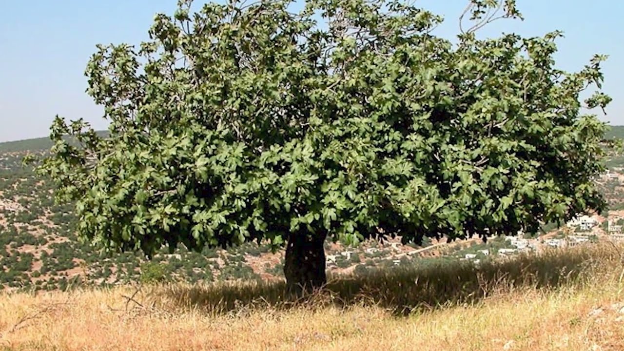 "By a hill a luscious fig-tree grows" - Russian hymn on Christ's ...