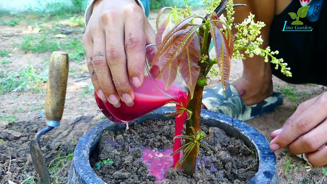 Unique Technique : New Method How to Grafting Mango With Rambutan And ...