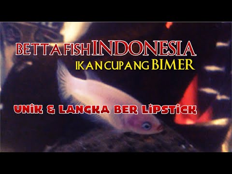 LIPSTICK in My Betta Fish,Ikan cupang bibir merah