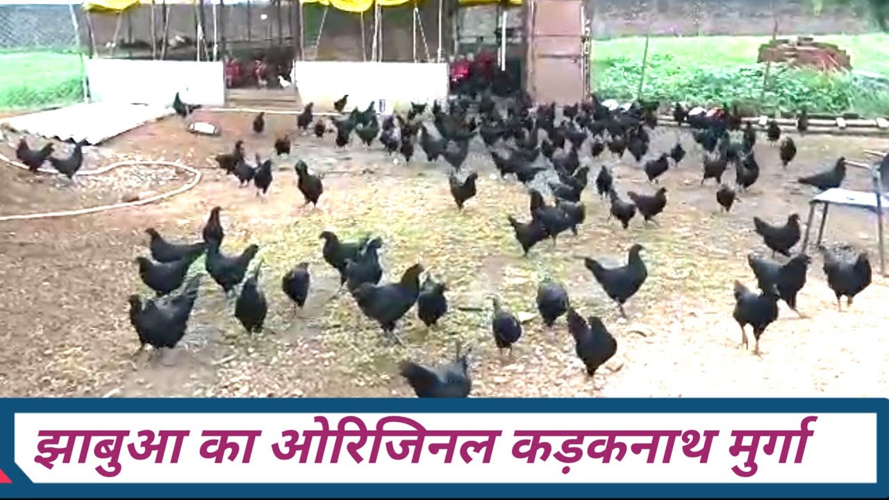 कड़कनाथ मुर्गा फार्म !! kadaknath murga farm !! kadaknath murga farming ...