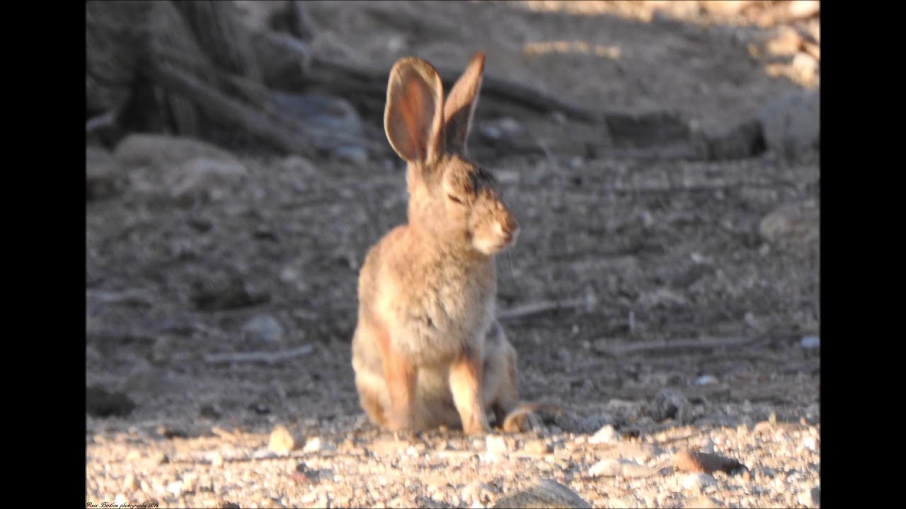 The Bunny Wink - YouTube