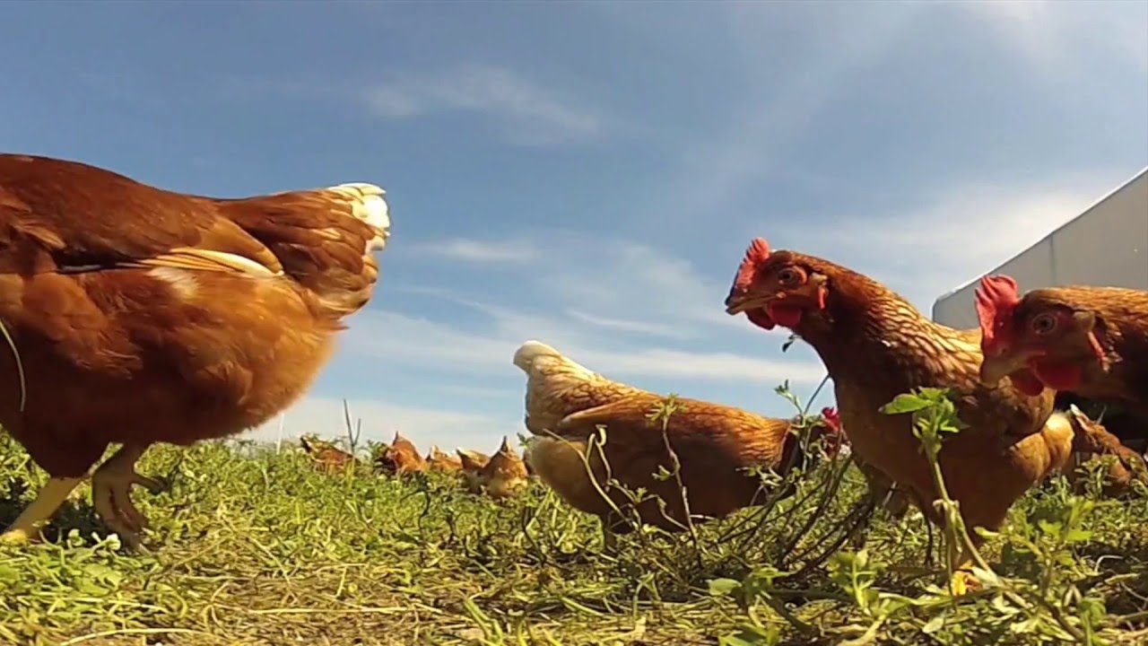 Farming Documentary - YouTube