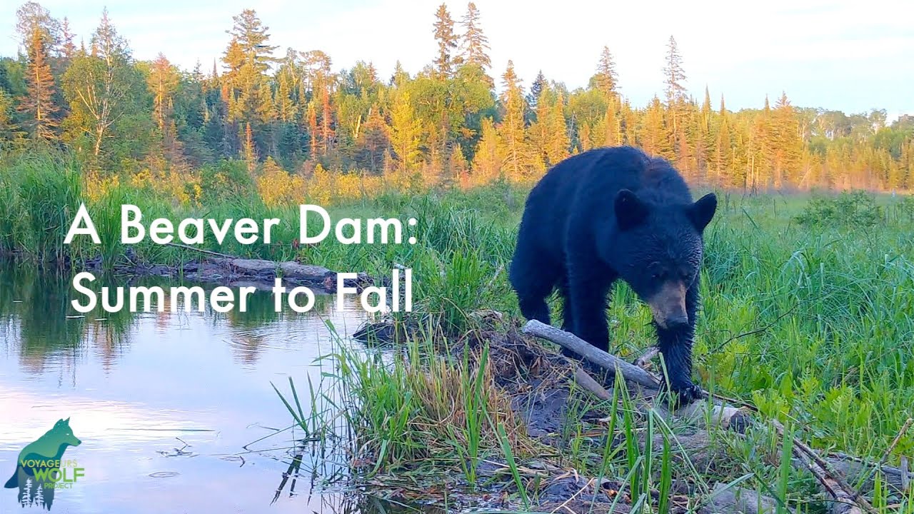A beaver dam: summer to fall - YouTube