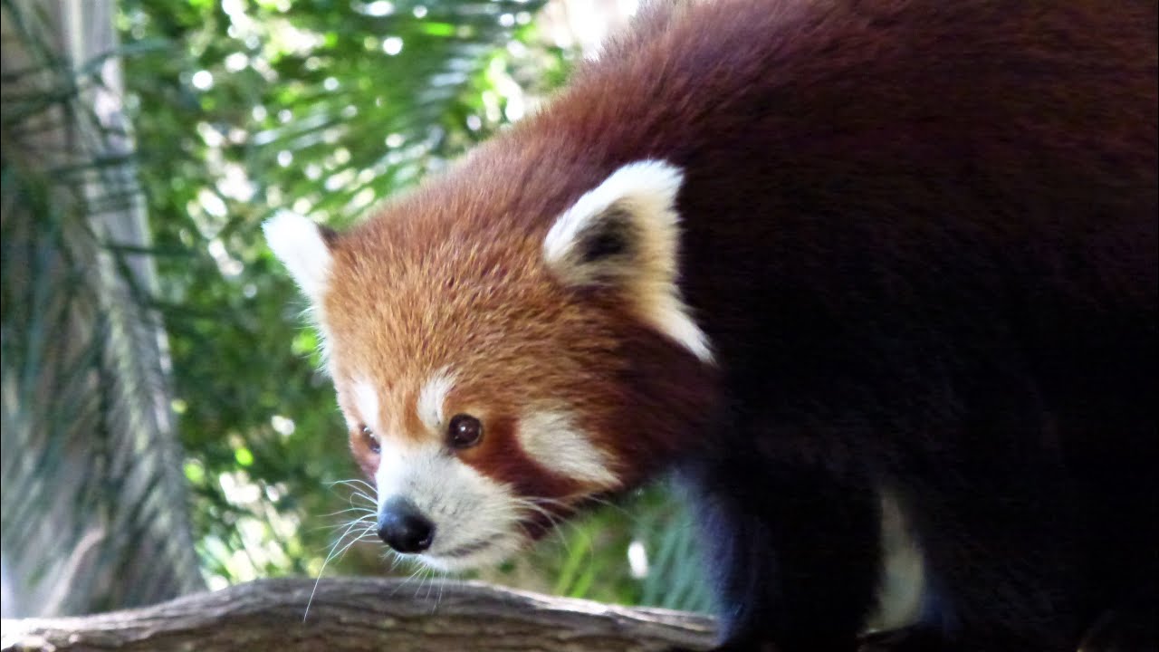 Red Panda Alma Park Zoo Queensland - YouTube