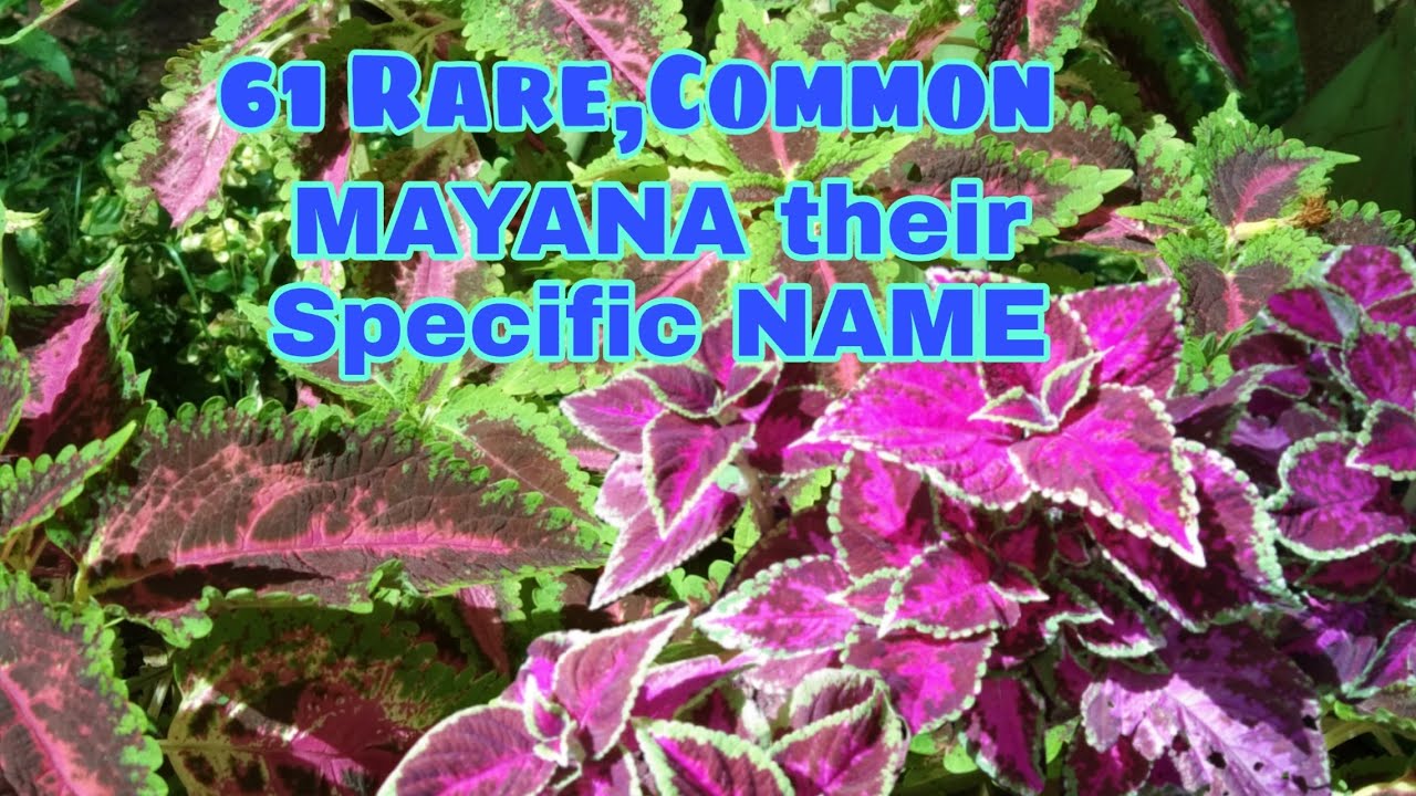 VARIETIES of MAYANA or COLEUS their Name - YouTube