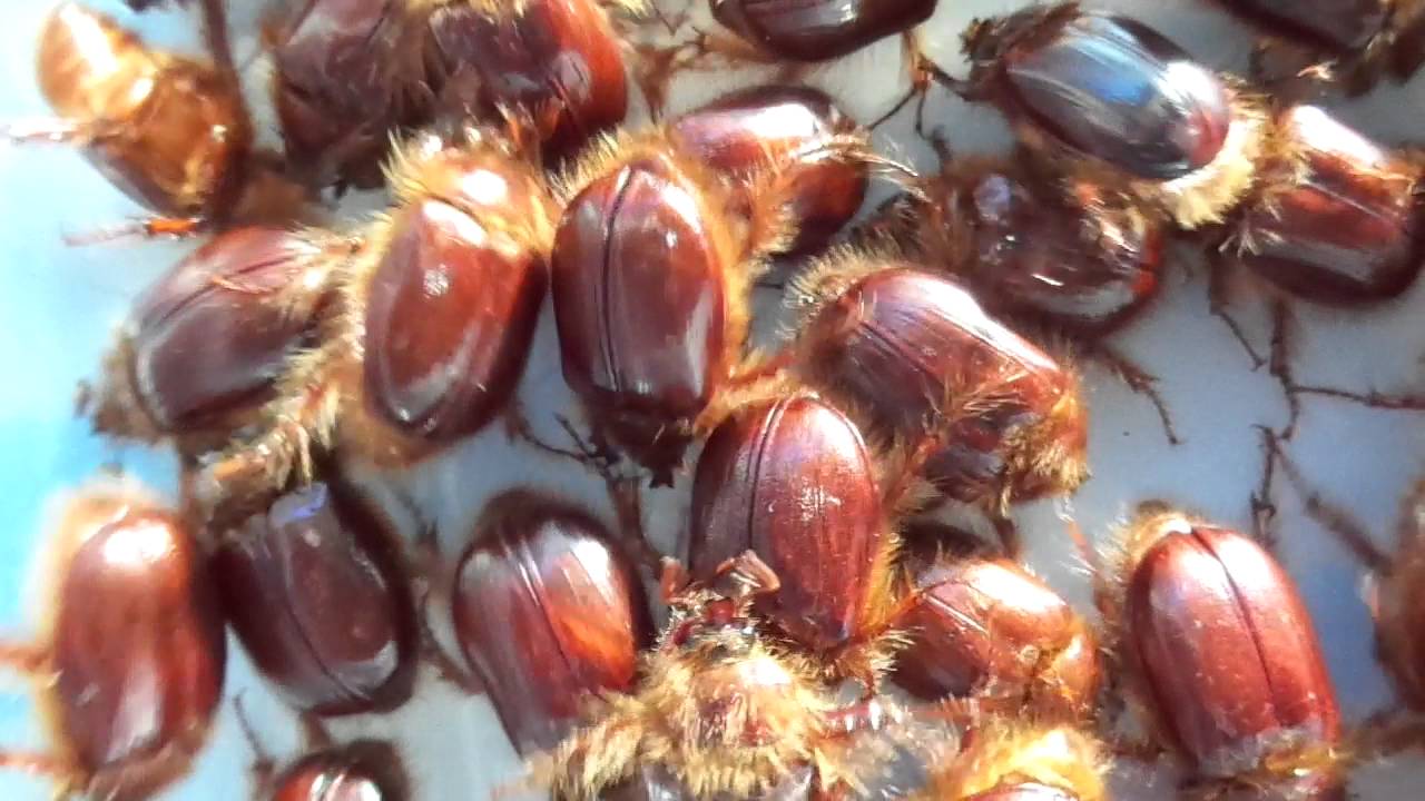 Rain Beetles - Pleocoma hoppingi- Sierra Nevada Mountains USA - YouTube