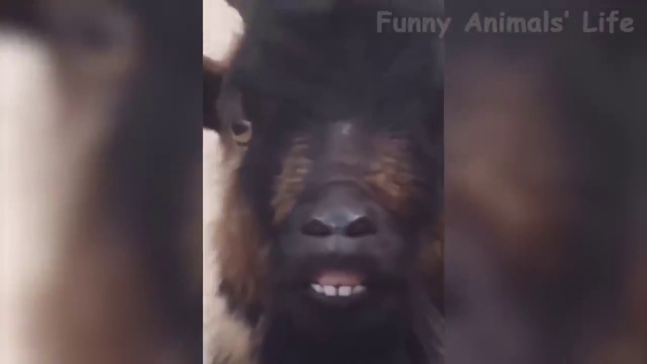 goat romantic sing like marvin gaye meme song - YouTube