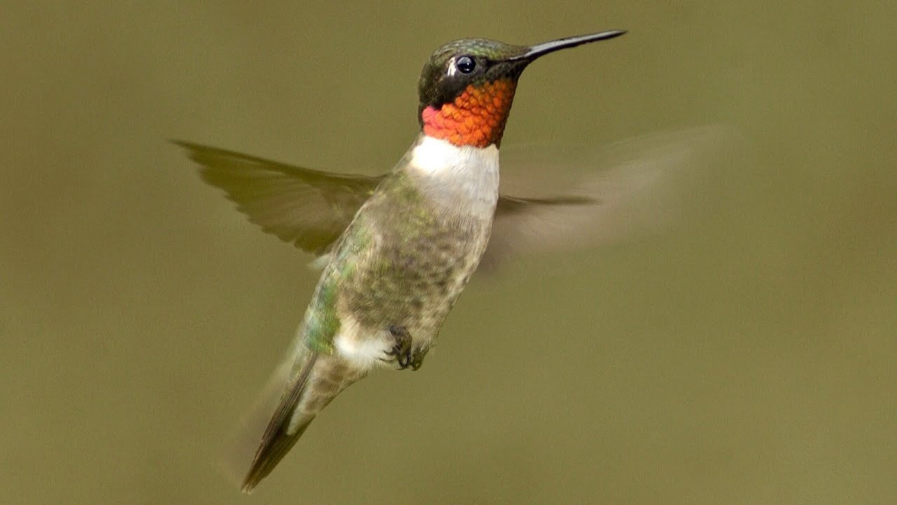 🐧 A Hummingbird In Flight v/s A Wasp - YouTube