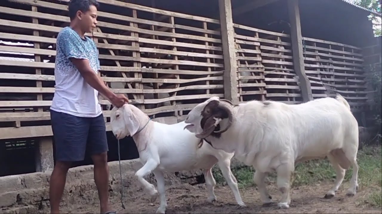Boer Goat crosses percentage goat for top grade | Goat Farming in ...