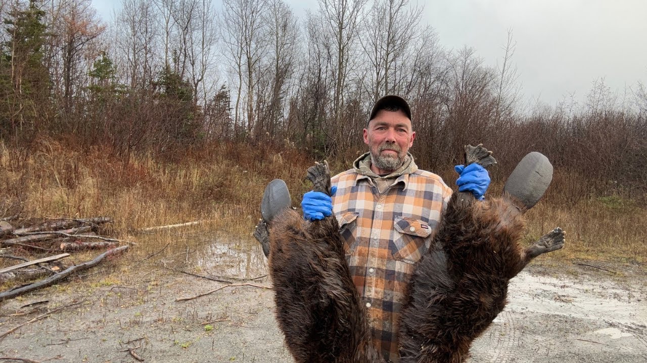 Beaver line success - YouTube