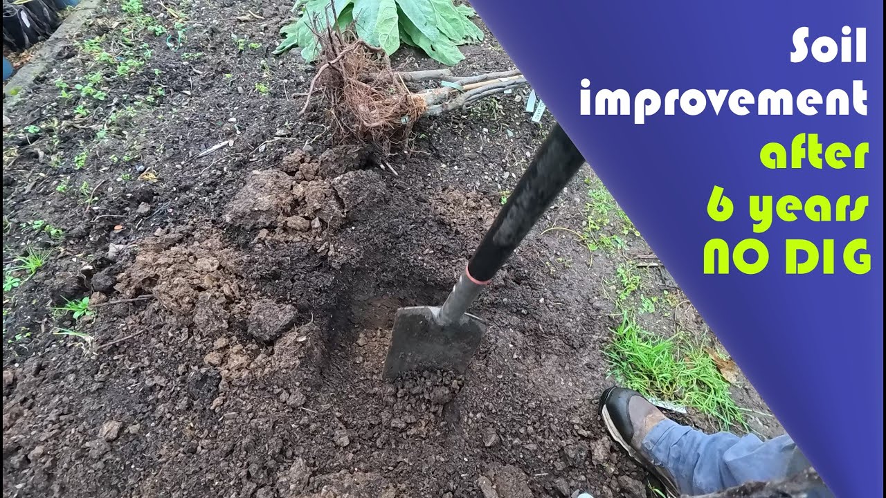 Soil health after 6 years No dig - YouTube