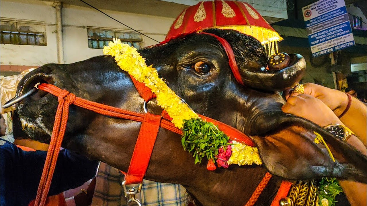 Sadar festival in Hyderabad | Sadar festival celebration in Hyderabad ...