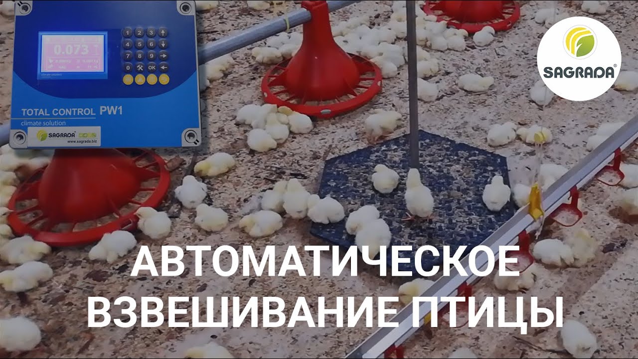 Весы для автоматического взвешивания птицы | Оборудование SAGRADA - YouTube